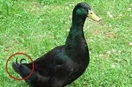 土番鸭图片_如何区分土番鸭与普通鸭-第1张图片-山城妙识 土番鸭图片_如何区分土番鸭与普通鸭-第1张图片-山城妙识