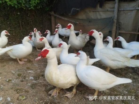 土番鸭图片_如何区分土番鸭与普通鸭-第3张图片-山城妙识 土番鸭图片_如何区分土番鸭与普通鸭-第3张图片-山城妙识