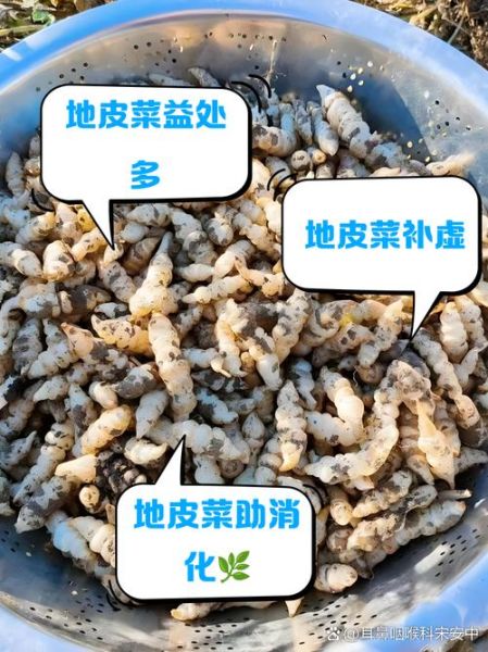 地耳菜的功效与作用有哪些_地耳菜怎么吃最营养-第1张图片-山城妙识