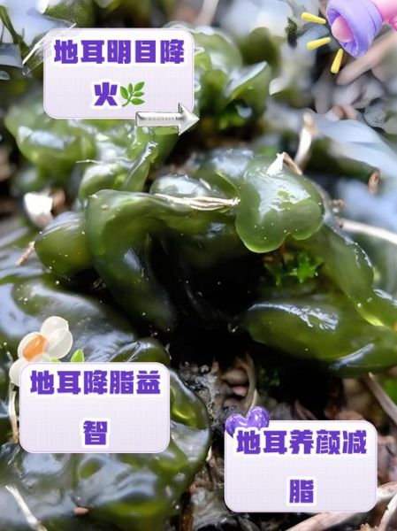 地耳菜的功效与作用有哪些_地耳菜怎么吃最营养-第2张图片-山城妙识