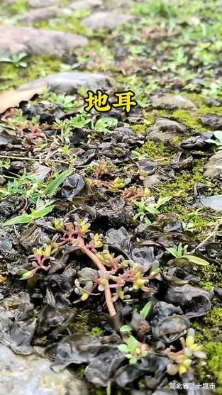 地耳菜的功效与作用有哪些_地耳菜怎么吃最营养-第3张图片-山城妙识