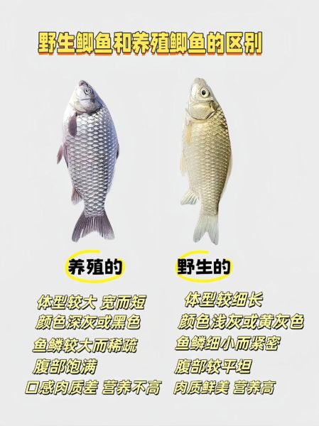 水鱼是什么鱼_水鱼和甲鱼的区别-第3张图片-山城妙识 水鱼是什么鱼_水鱼和甲鱼的区别-第3张图片-山城妙识