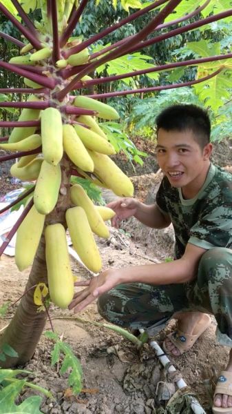 木瓜传说官网入口在哪_木瓜传说手游怎么下载-第2张图片-山城妙识