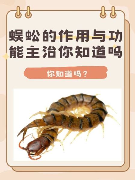 蜈蚣能治什么病_蜈蚣的药用价值有哪些-第1张图片-山城妙识