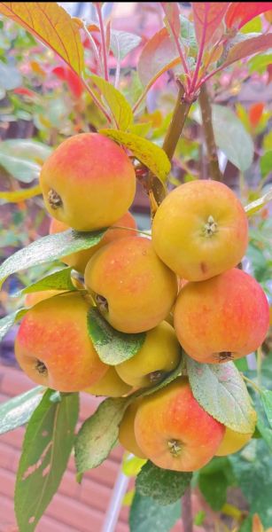 秋天有什么水果丰收_秋季应季水果有哪些-第1张图片-山城妙识