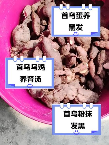 何首乌怎么吃才黑发_何首乌黑发正确吃法-第1张图片-山城妙识 何首乌怎么吃才黑发_何首乌黑发正确吃法-第1张图片-山城妙识