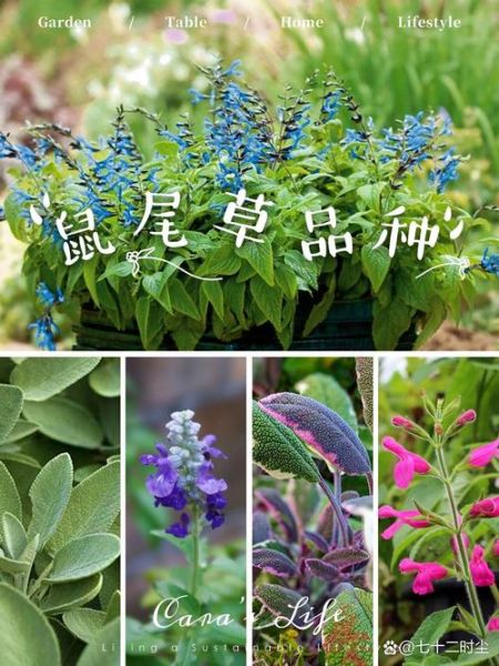 鼠尾草的功效与作用_鼠尾草能天天喝吗-第2张图片-山城妙识 鼠尾草的功效与作用_鼠尾草能天天喝吗-第2张图片-山城妙识