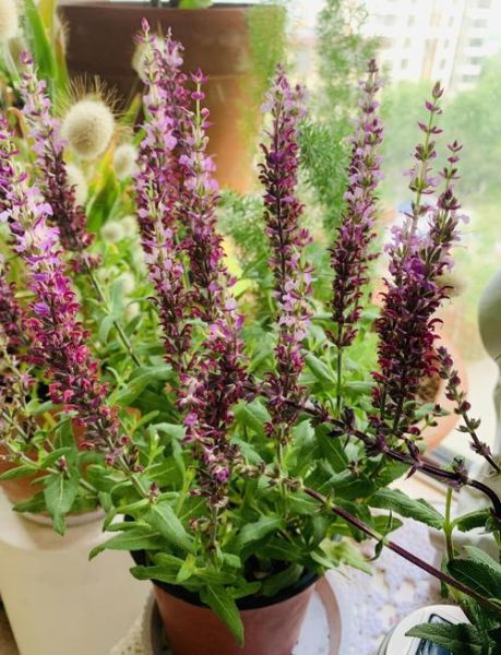 鼠尾草的功效与作用_鼠尾草能天天喝吗-第1张图片-山城妙识 鼠尾草的功效与作用_鼠尾草能天天喝吗-第1张图片-山城妙识