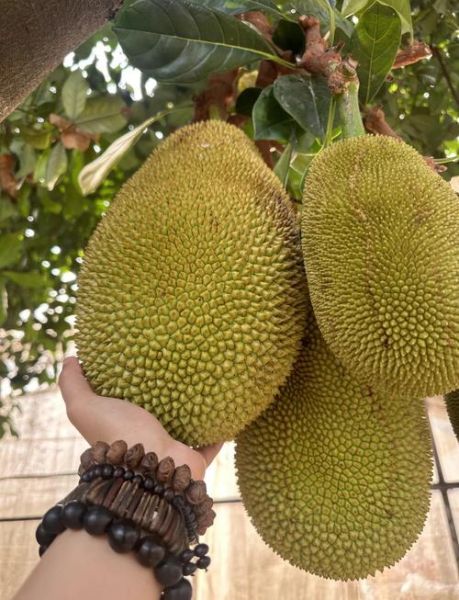 菠萝蜜的营养价值有哪些_吃菠萝蜜会上火吗-第1张图片-山城妙识