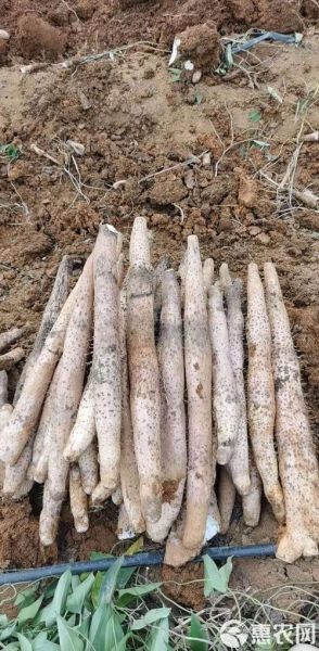淮山药产地在哪里_正宗淮山药哪里买-第3张图片-山城妙识