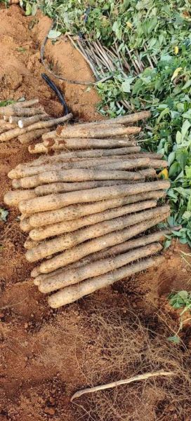 淮山药产地在哪里_正宗淮山药哪里买-第2张图片-山城妙识