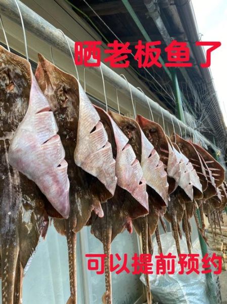 老板鱼又叫什么鱼_老板鱼和鳐鱼区别-第2张图片-山城妙识 老板鱼又叫什么鱼_老板鱼和鳐鱼区别-第2张图片-山城妙识