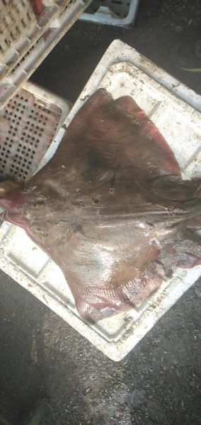 老板鱼又叫什么鱼_老板鱼和鳐鱼区别-第1张图片-山城妙识 老板鱼又叫什么鱼_老板鱼和鳐鱼区别-第1张图片-山城妙识