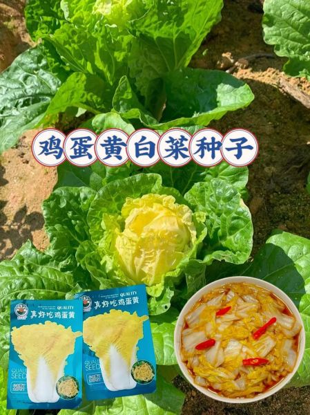小黄白菜怎么炒好吃_小黄白菜的营养价值-第2张图片-山城妙识 小黄白菜怎么炒好吃_小黄白菜的营养价值-第2张图片-山城妙识