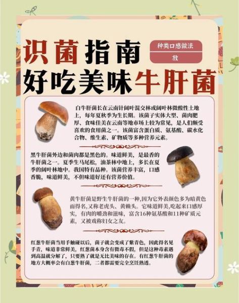 牛肝菌怎么吃_牛肝菌中毒怎么避免-第1张图片-山城妙识 牛肝菌怎么吃_牛肝菌中毒怎么避免-第1张图片-山城妙识