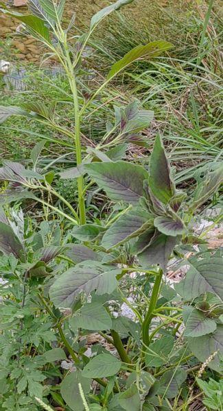 蔊菜和苋菜的区别_孕妇能吃吗-第3张图片-山城妙识 蔊菜和苋菜的区别_孕妇能吃吗-第3张图片-山城妙识