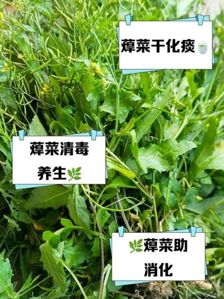 蔊菜和苋菜的区别_孕妇能吃吗-第2张图片-山城妙识 蔊菜和苋菜的区别_孕妇能吃吗-第2张图片-山城妙识