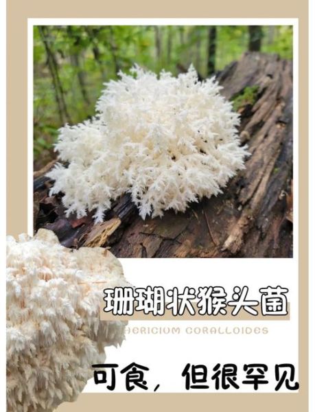 海蘑菇图片大全_海蘑菇长什么样-第1张图片-山城妙识