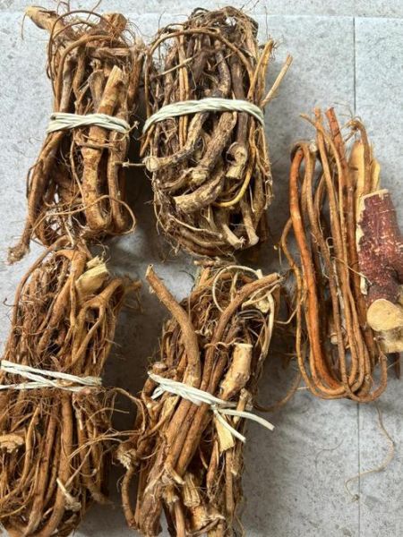 假五指毛桃图片大全_如何辨别真假五指毛桃-第3张图片-山城妙识