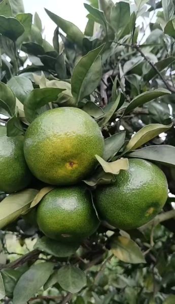 青橘子上火还是降火_青橘子吃多了会上火吗-第1张图片-山城妙识