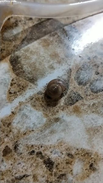 最毒的海螺有哪些_怎么识别致命海螺-第1张图片-山城妙识 最毒的海螺有哪些_怎么识别致命海螺-第1张图片-山城妙识