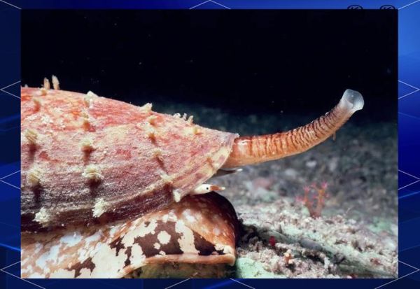 最毒的海螺有哪些_怎么识别致命海螺-第3张图片-山城妙识 最毒的海螺有哪些_怎么识别致命海螺-第3张图片-山城妙识