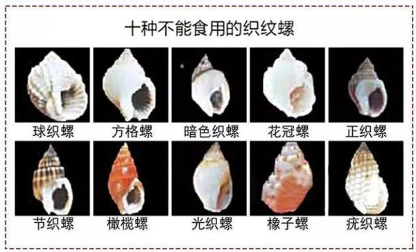 最毒的海螺有哪些_怎么识别致命海螺-第2张图片-山城妙识 最毒的海螺有哪些_怎么识别致命海螺-第2张图片-山城妙识