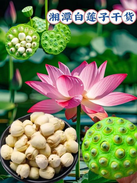 莲子图片大全大图_莲蓬莲子怎么保存-第1张图片-山城妙识 莲子图片大全大图_莲蓬莲子怎么保存-第1张图片-山城妙识