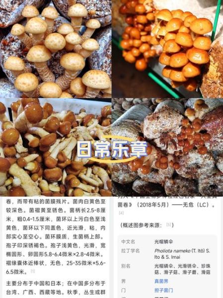 滑子蘑菇的功效与作用_滑子蘑菇怎么吃最营养-第2张图片-山城妙识 滑子蘑菇的功效与作用_滑子蘑菇怎么吃最营养-第2张图片-山城妙识