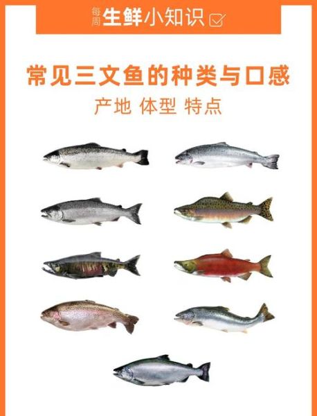 三文鱼价格走势分析_2024年还会涨价吗-第3张图片-山城妙识