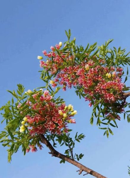 豆蔻年华是指多少岁_豆蔻年华具体年龄范围-第3张图片-山城妙识