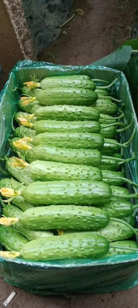 黄瓜图片大全_黄瓜品种有哪些-第2张图片-山城妙识