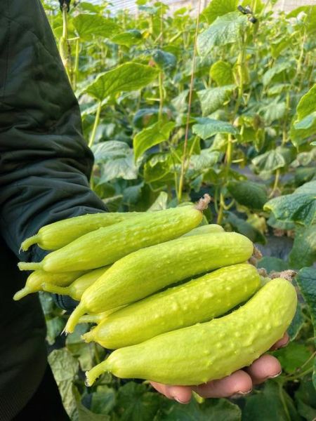 黄瓜图片大全_黄瓜品种有哪些-第3张图片-山城妙识