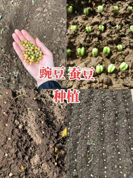 豌豆怎么种_豌豆种植方法步骤-第1张图片-山城妙识