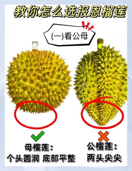 榴莲视频下载安装教程_榴莲视频怎么安装到手机-第3张图片-山城妙识