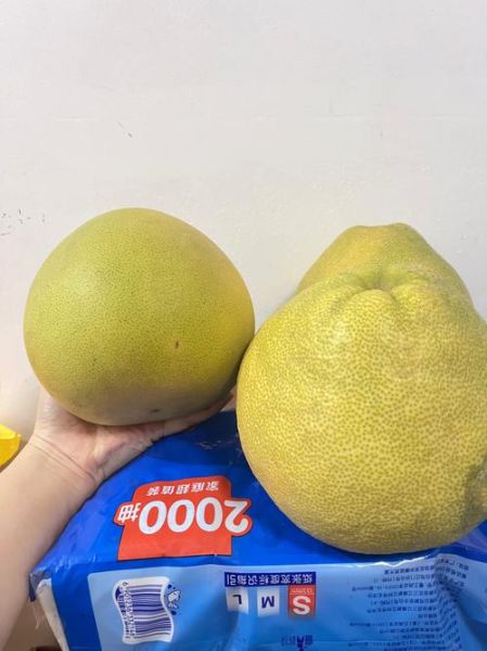 文旦柚怎么挑选_文旦柚和蜜柚的区别-第2张图片-山城妙识 文旦柚怎么挑选_文旦柚和蜜柚的区别-第2张图片-山城妙识