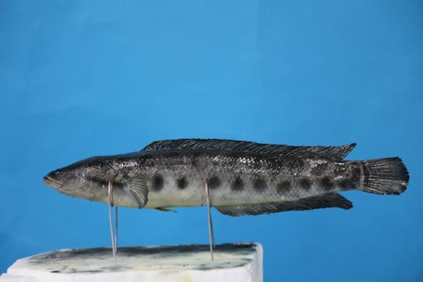 乌鳢图片怎么拍_乌鳢高清图鉴大全-第1张图片-山城妙识