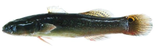 乌鳢图片怎么拍_乌鳢高清图鉴大全-第2张图片-山城妙识