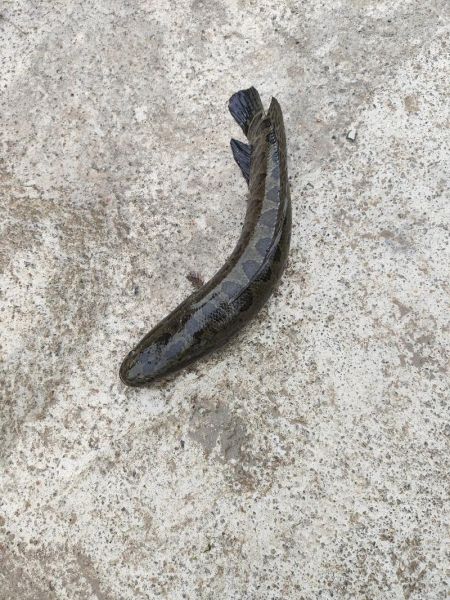 乌鳢图片怎么拍_乌鳢高清图鉴大全-第3张图片-山城妙识