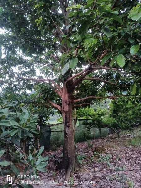 九层皮果的功效与作用_九层皮果怎么吃效果最好-第3张图片-山城妙识