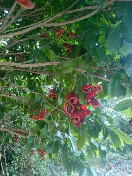 九层皮果的功效与作用_九层皮果怎么吃效果最好-第2张图片-山城妙识