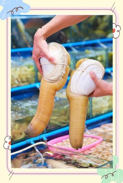 象拔蚌能放进里面吗_象拔蚌怎么处理才安全-第3张图片-山城妙识