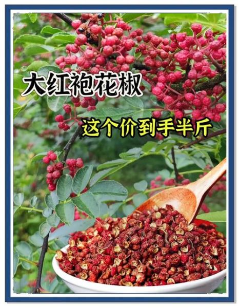 大红袍花椒多少钱一斤_正宗大红袍花椒价格行情-第1张图片-山城妙识