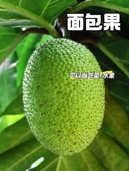 面包树果实烤后怎么吃_面包果烤制技巧-第2张图片-山城妙识 面包树果实烤后怎么吃_面包果烤制技巧-第2张图片-山城妙识