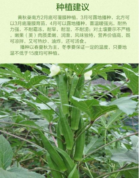 秋葵品种图片大全_秋葵品种怎么区分-第2张图片-山城妙识 秋葵品种图片大全_秋葵品种怎么区分-第2张图片-山城妙识