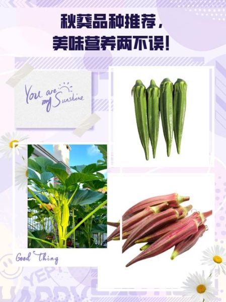 秋葵品种图片大全_秋葵品种怎么区分-第1张图片-山城妙识 秋葵品种图片大全_秋葵品种怎么区分-第1张图片-山城妙识