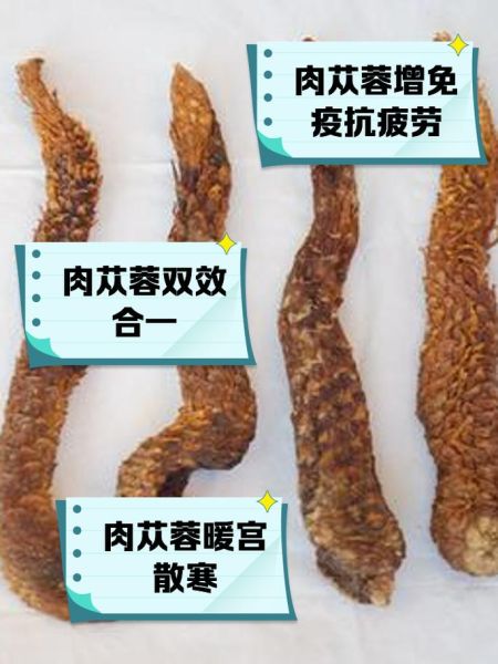 肉苁蓉的功效与副作用_怎么吃才安全-第2张图片-山城妙识