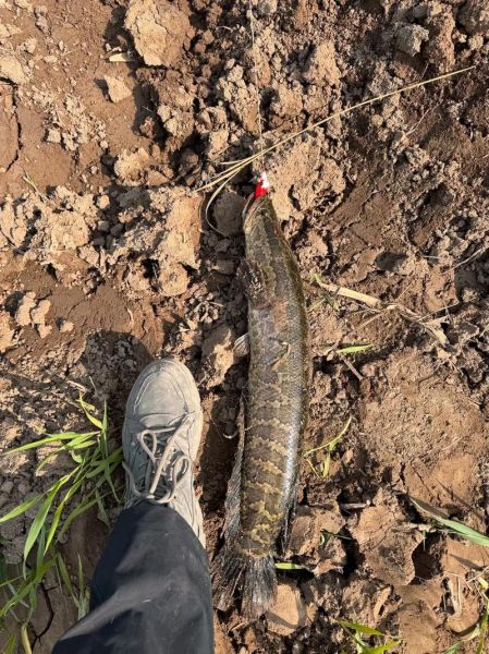 路亚黑鱼用什么饵_路亚黑鱼最佳时间-第2张图片-山城妙识 路亚黑鱼用什么饵_路亚黑鱼最佳时间-第2张图片-山城妙识