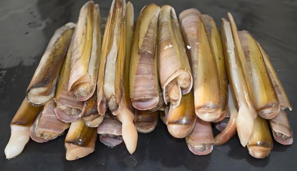 大蛏子哪里不能吃图解_大蛏子内脏怎么清理-第2张图片-山城妙识 大蛏子哪里不能吃图解_大蛏子内脏怎么清理-第2张图片-山城妙识