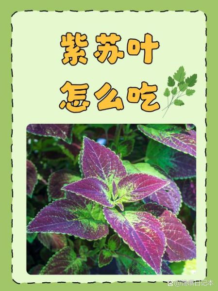 苏子叶和紫苏叶的区别_哪个更适合入菜-第2张图片-山城妙识